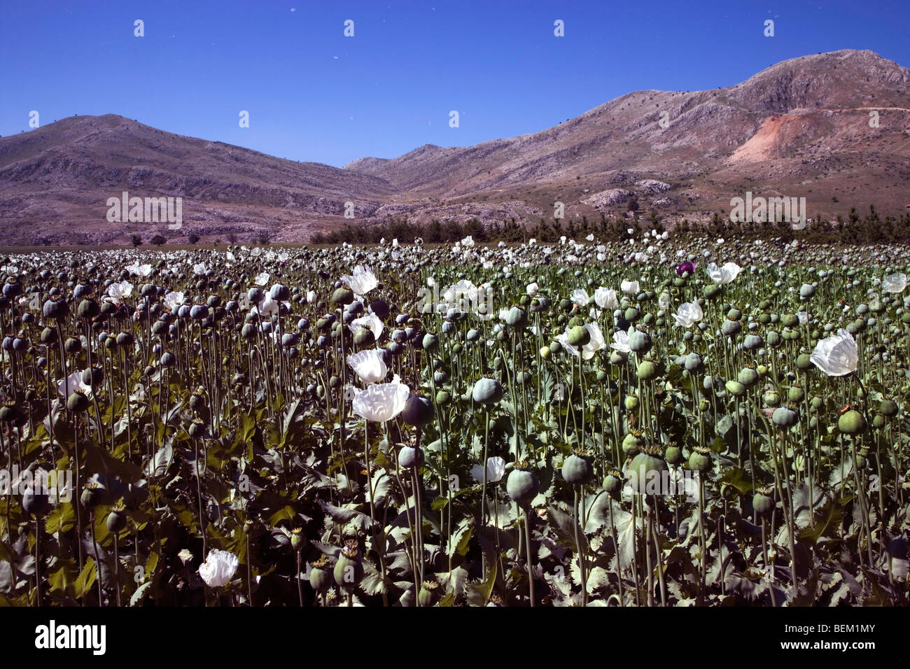 Opium-poppy field, Sï¿½gï¿½tlï¿½, Turkey, Europe Stock Photo - Alamy