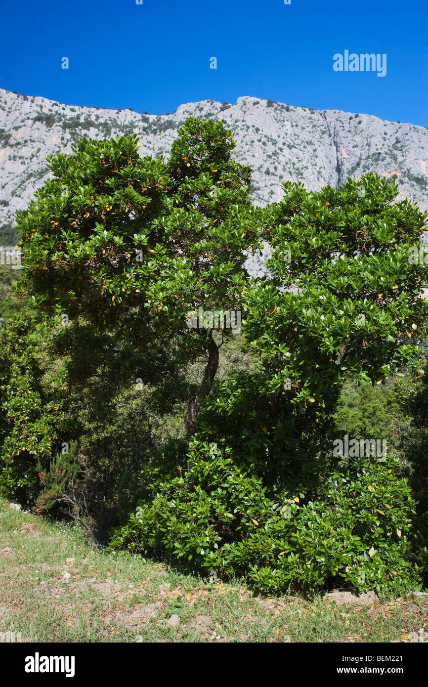 Arbutus unedo trunk hi-res stock photography and images - Alamy