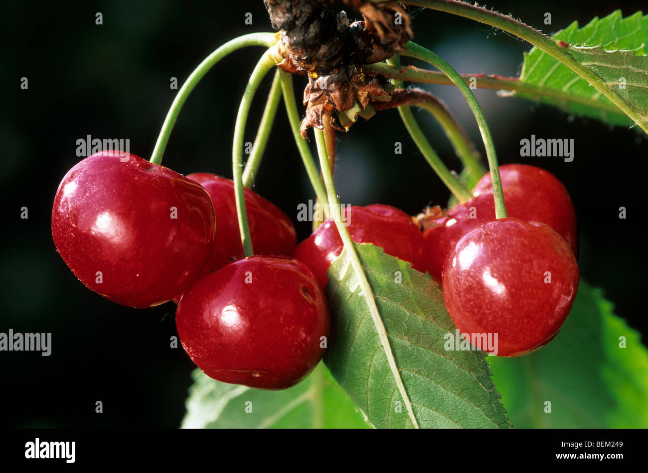 Wild cherry leaf prunus avium hi-res stock photography and images - Alamy