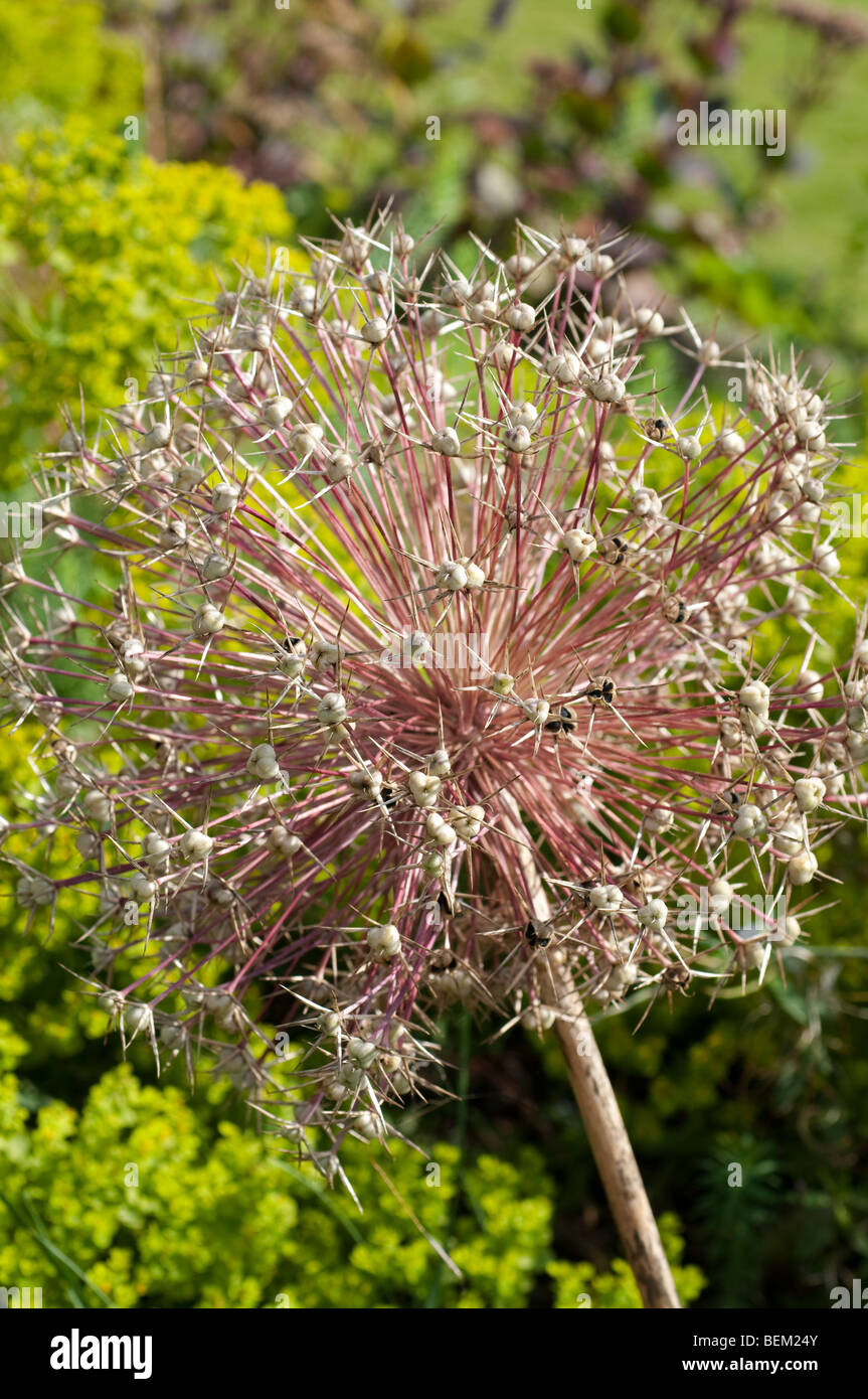 Alium hi-res stock photography and images - Alamy