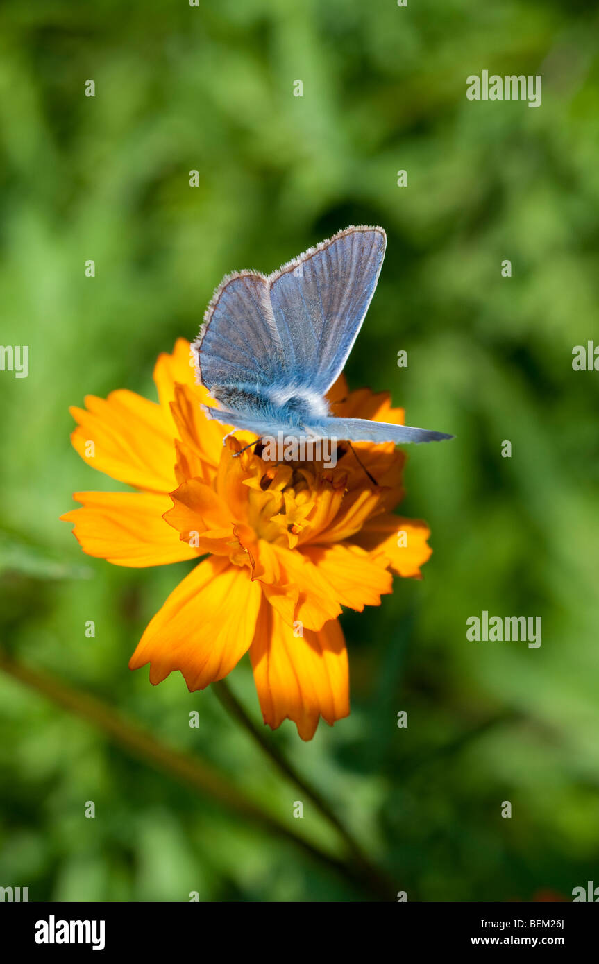 Common english butterfly hi-res stock photography and images - Alamy