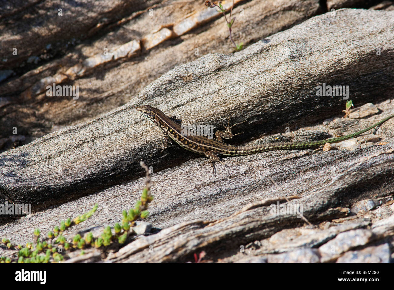 Scary lizard hi-res stock photography and images - Alamy