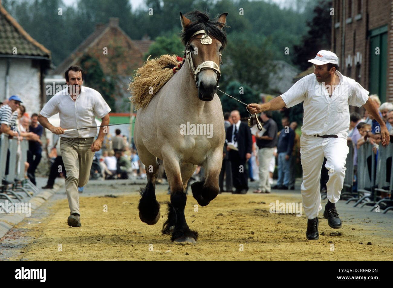 Draft horse exhibition show hi-res stock photography and images - Alamy