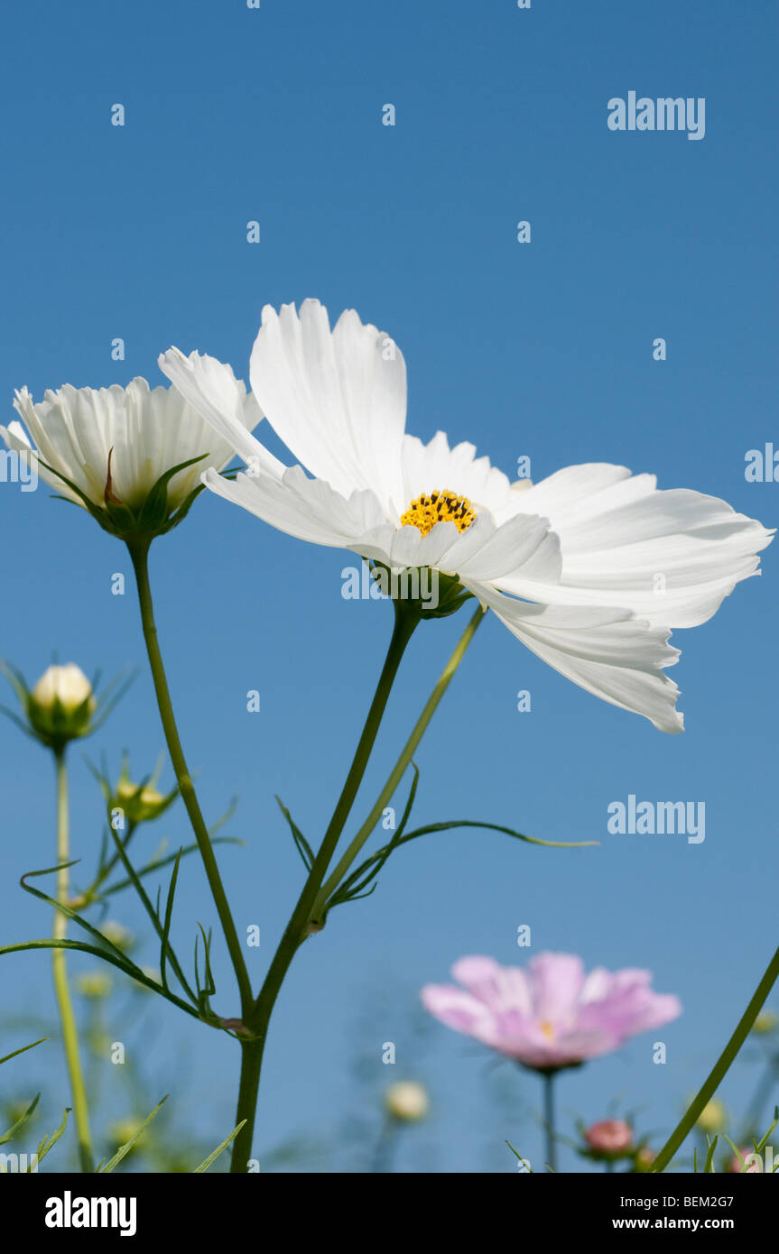 Cosmos purity hi-res stock photography and images - Alamy