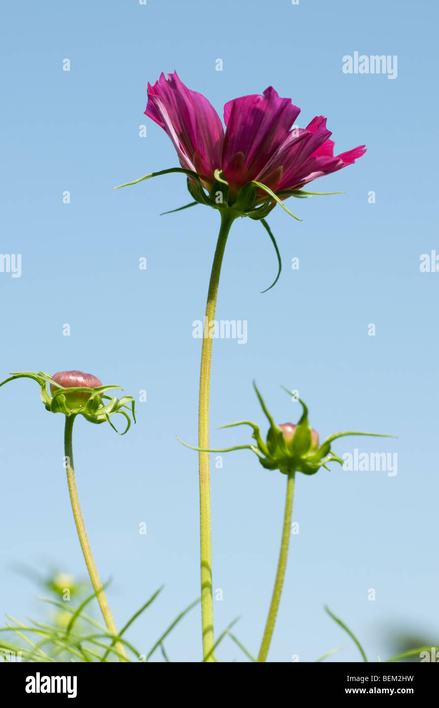 Cosmos bipinnatus SEA SHELLS Stock Photo - Alamy