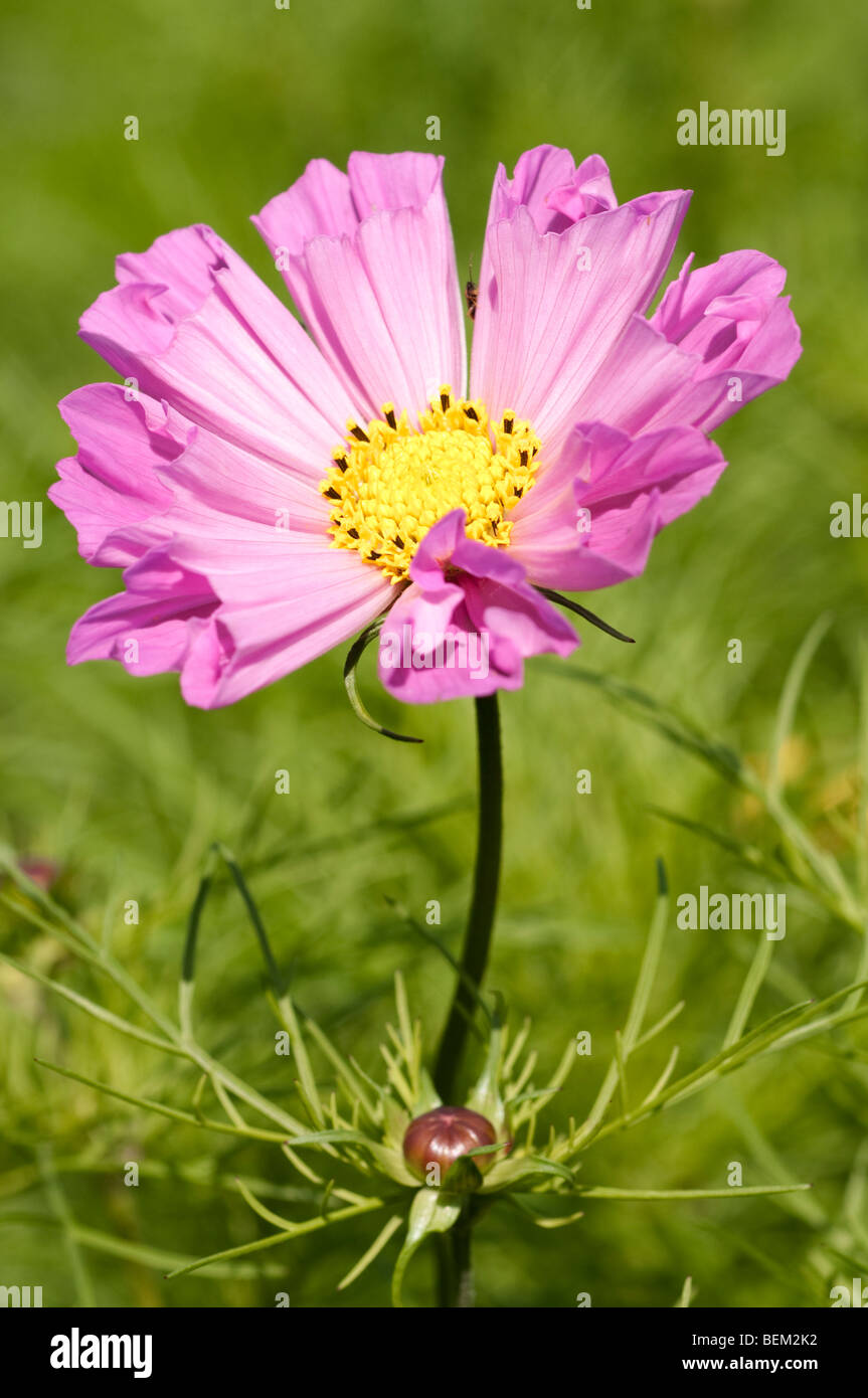 Cosmos bipinnatus SEA SHELLS Stock Photo - Alamy
