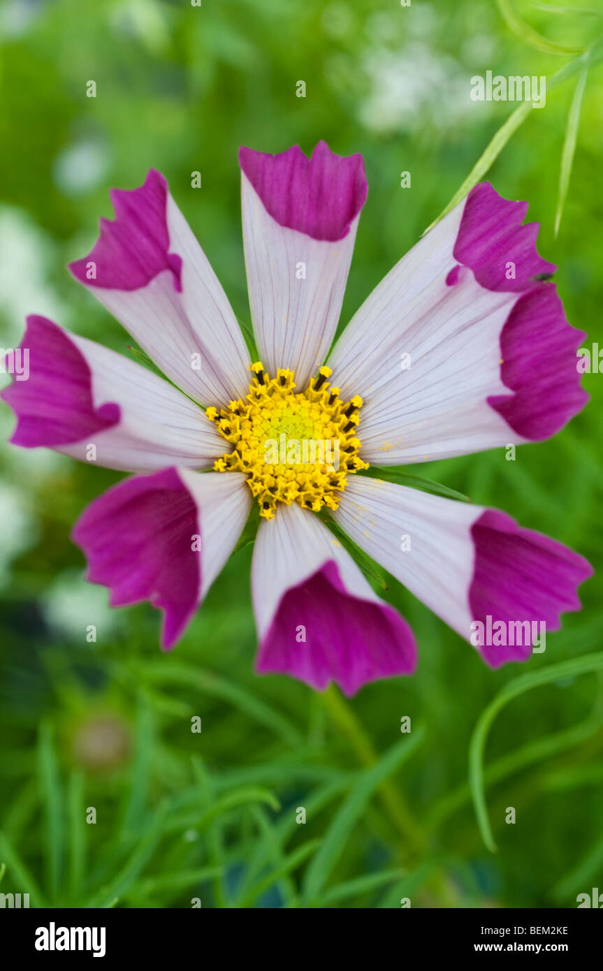 Cosmos bipinnatus SEA SHELLS Stock Photo - Alamy