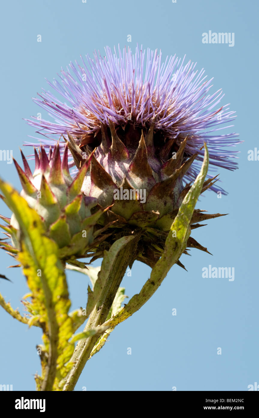 Cynara cardunculus Cardoon Stock Photo - Alamy