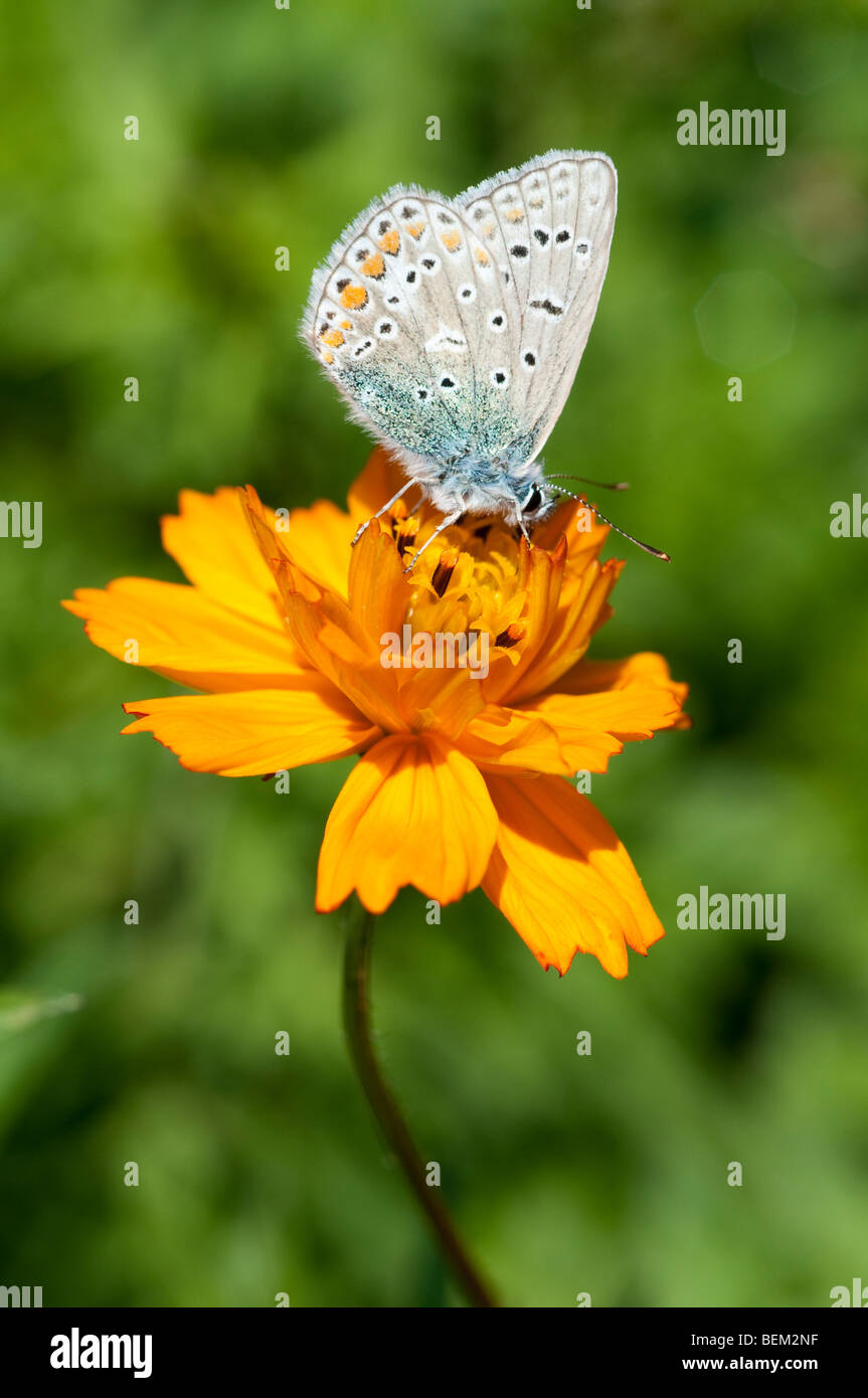 Common english butterfly hi-res stock photography and images - Alamy