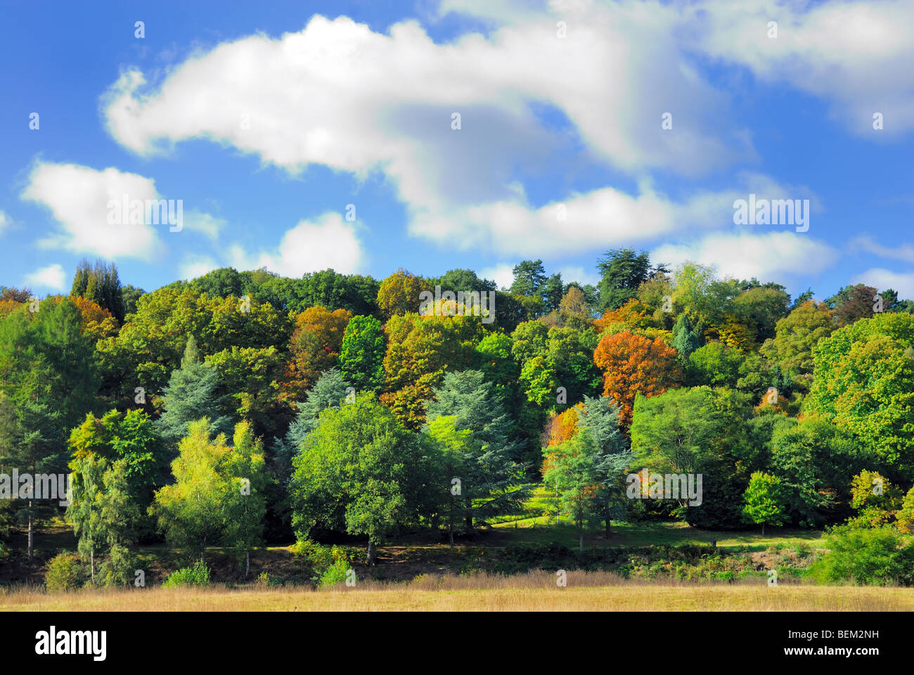 Surrey countryside in Autumn Stock Photo - Alamy