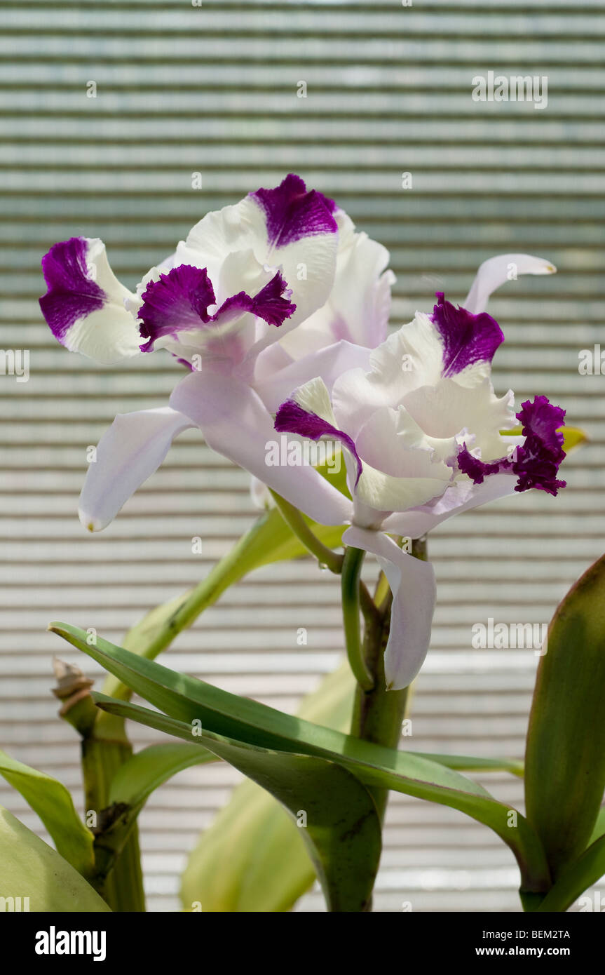 Hawaiian Fantasy Dora High Resolution Stock Photography and Images - Alamy