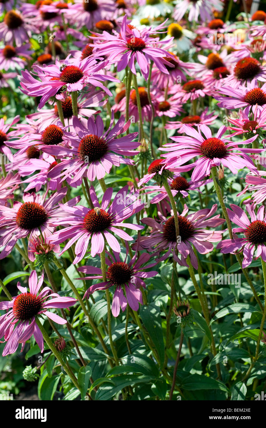 Echinacea purpurea RUBY GIANT Stock Photo - Alamy