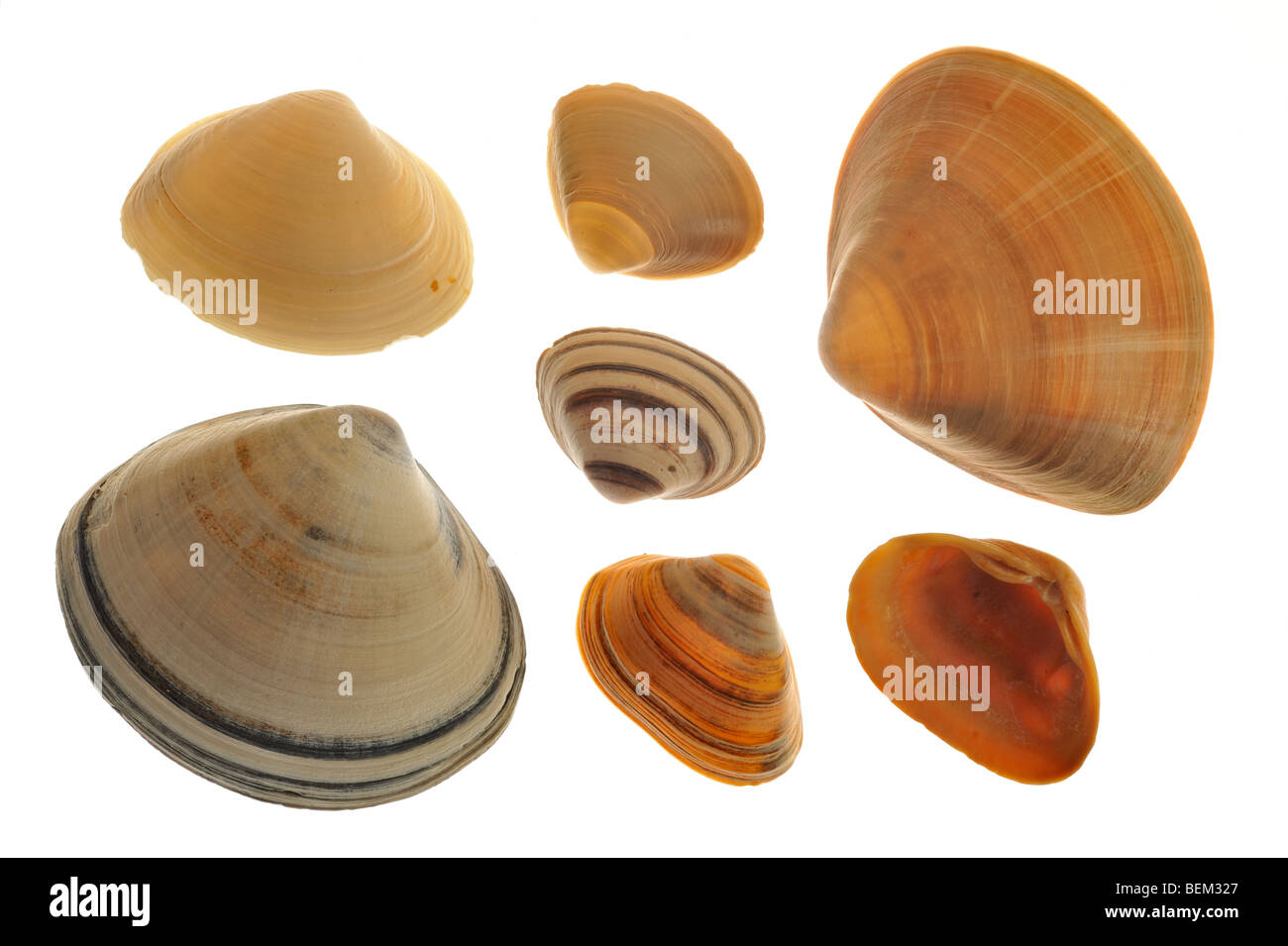 Mactridae with Surf clam (Spisula solida), Rayed trough shell and Cut ...