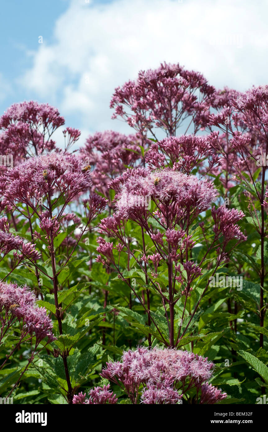 Eupatorium atropurpureum hi-res stock photography and images - Alamy