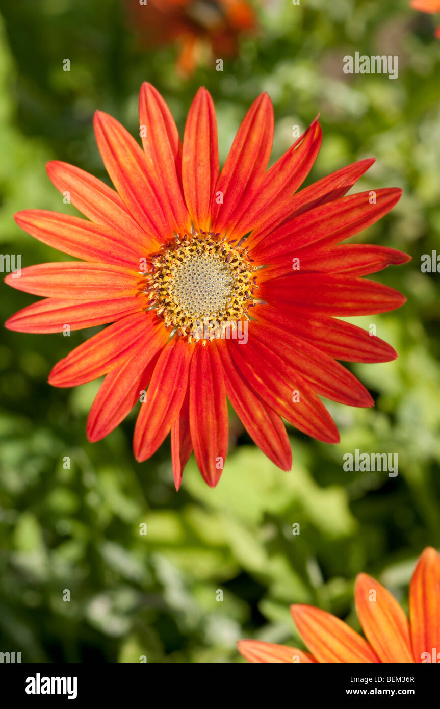 African daisy or Arctotis x hybrida FLAME Stock Photo - Alamy