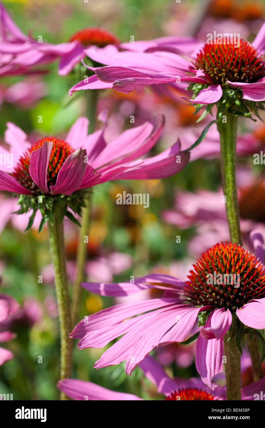 Echinacea purpurea ruby giant hi-res stock photography and images - Alamy