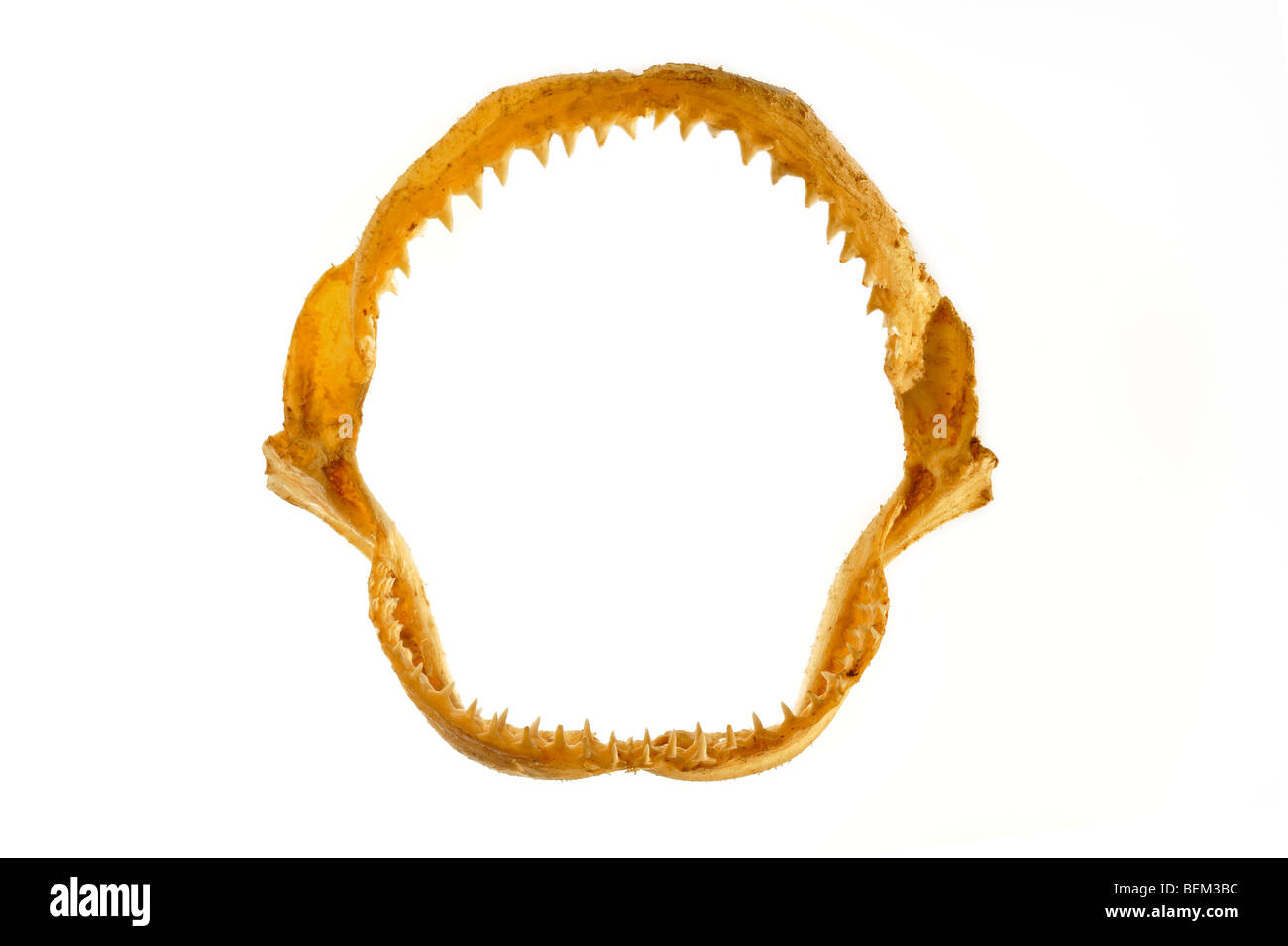 Shark teeth (Selachimorpha) in jaw, Madagascar, Africa Stock Photo - Alamy