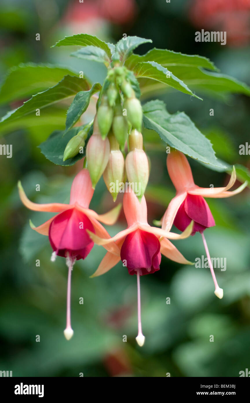 Laura summer hi-res stock photography and images - Alamy