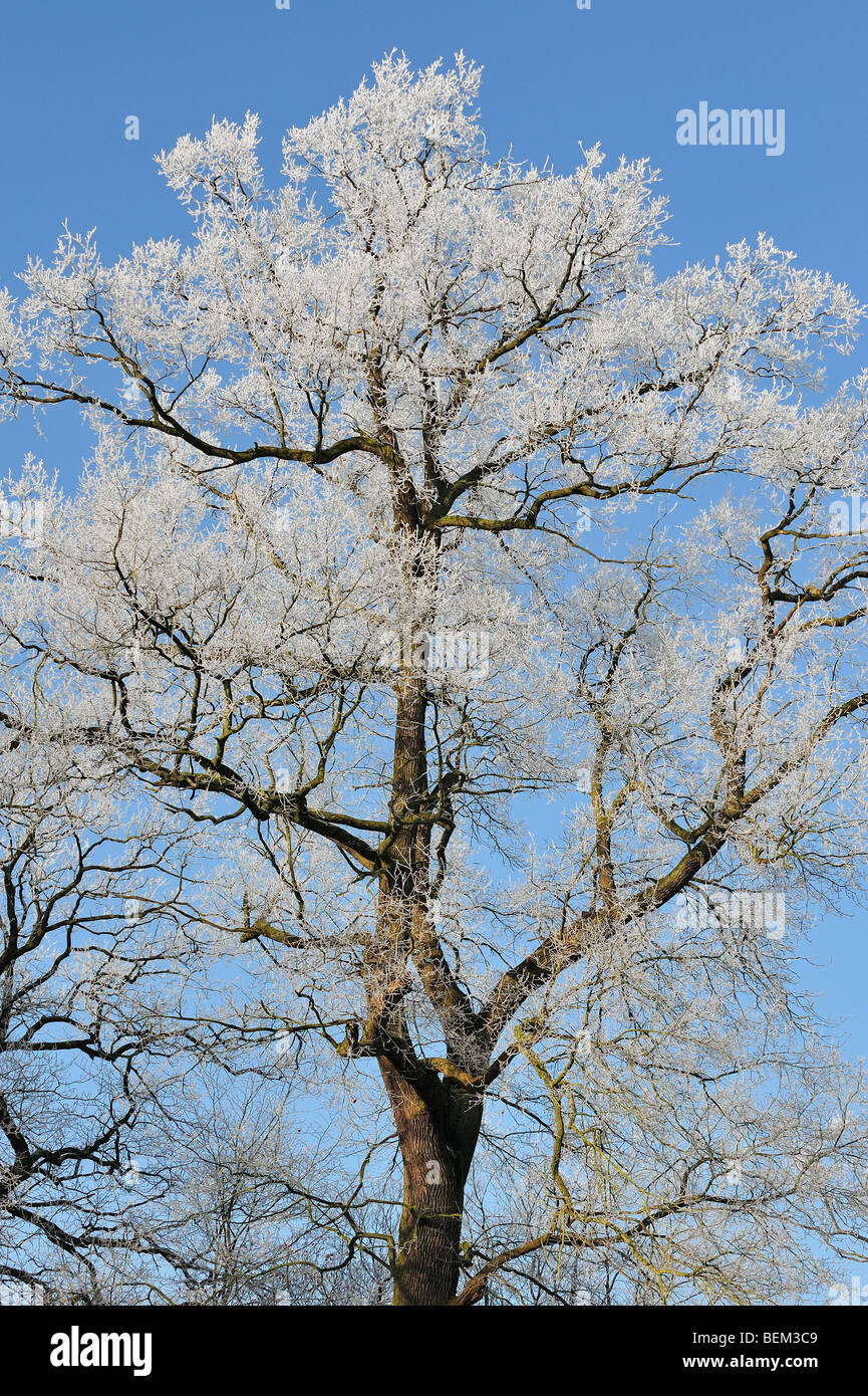 Beech tree (Fagus sylvatica) covered in hoarfrost in winter, Belgium ...