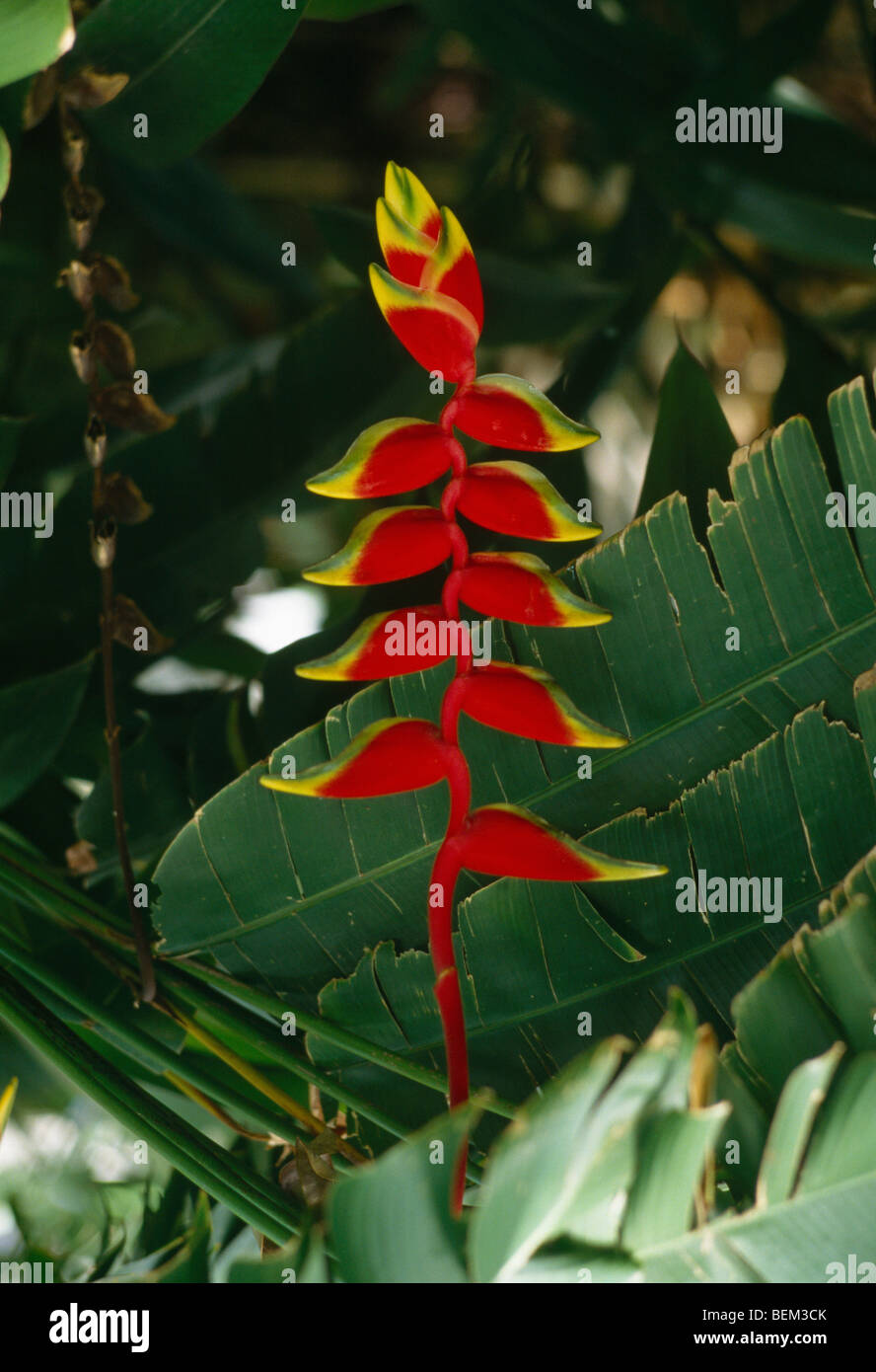 Close-up of red flower of exotic tropical shrub Stock Photo - Alamy