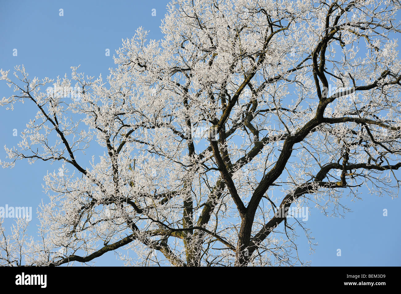 White beech tree hi-res stock photography and images - Alamy