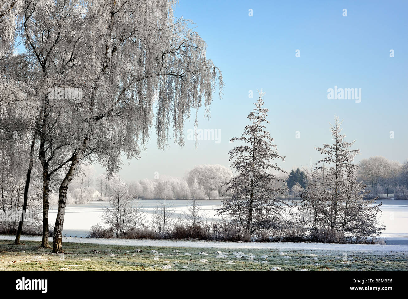 Frozen pond with ice in park landscape with birch trees covered in ...