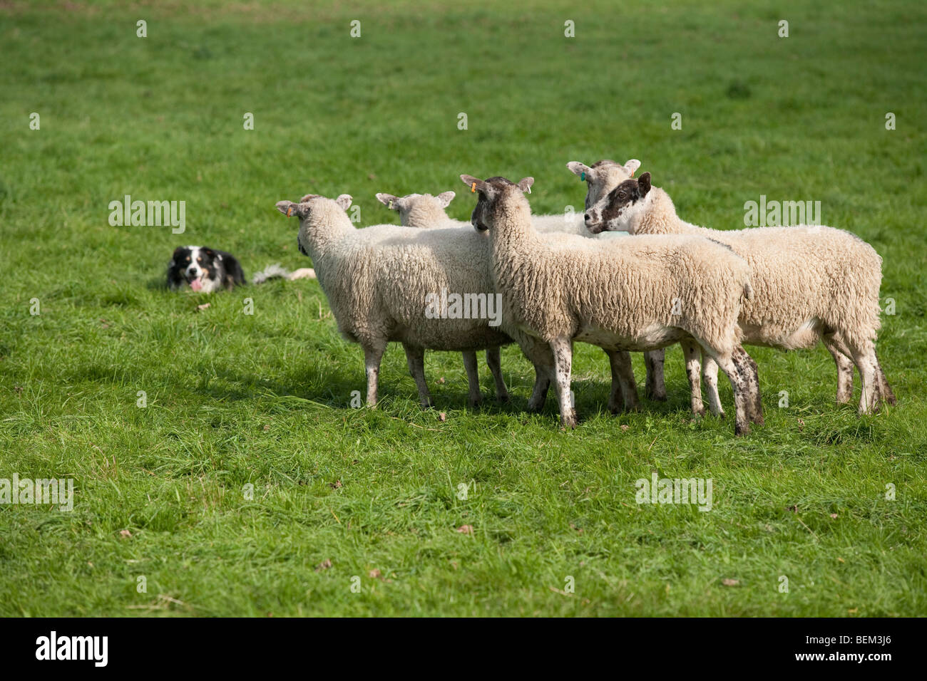 sheepdog trials with dog and sheep Stock Photo - Alamy