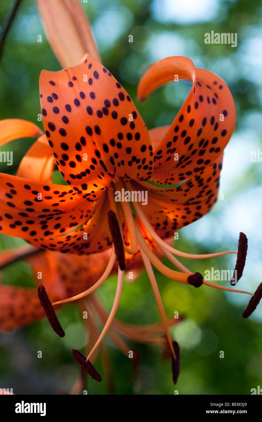 Lilium henryi hi-res stock photography and images - Alamy