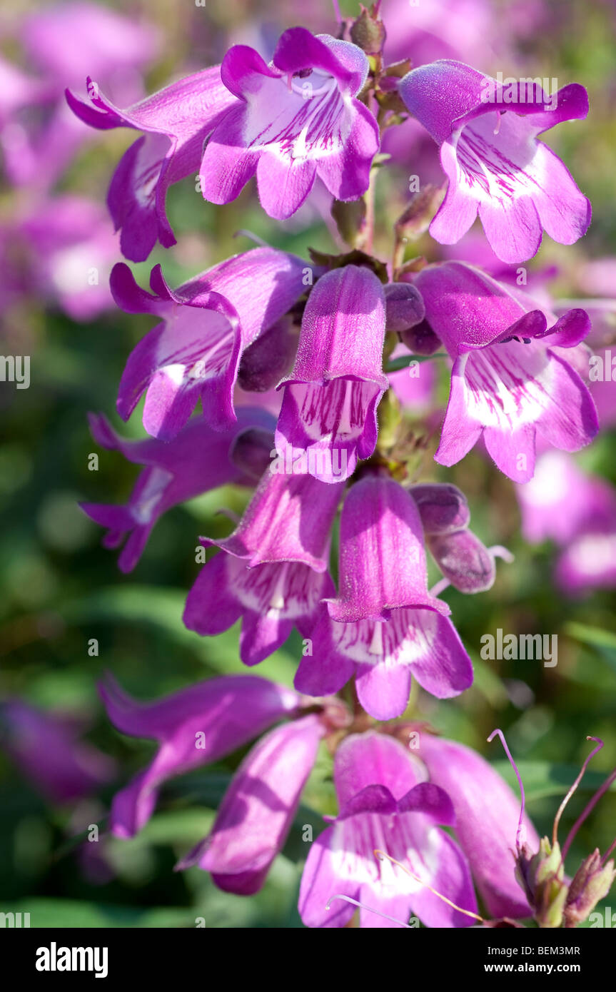 Penstemon SOUR GRAPES Stock Photo - Alamy