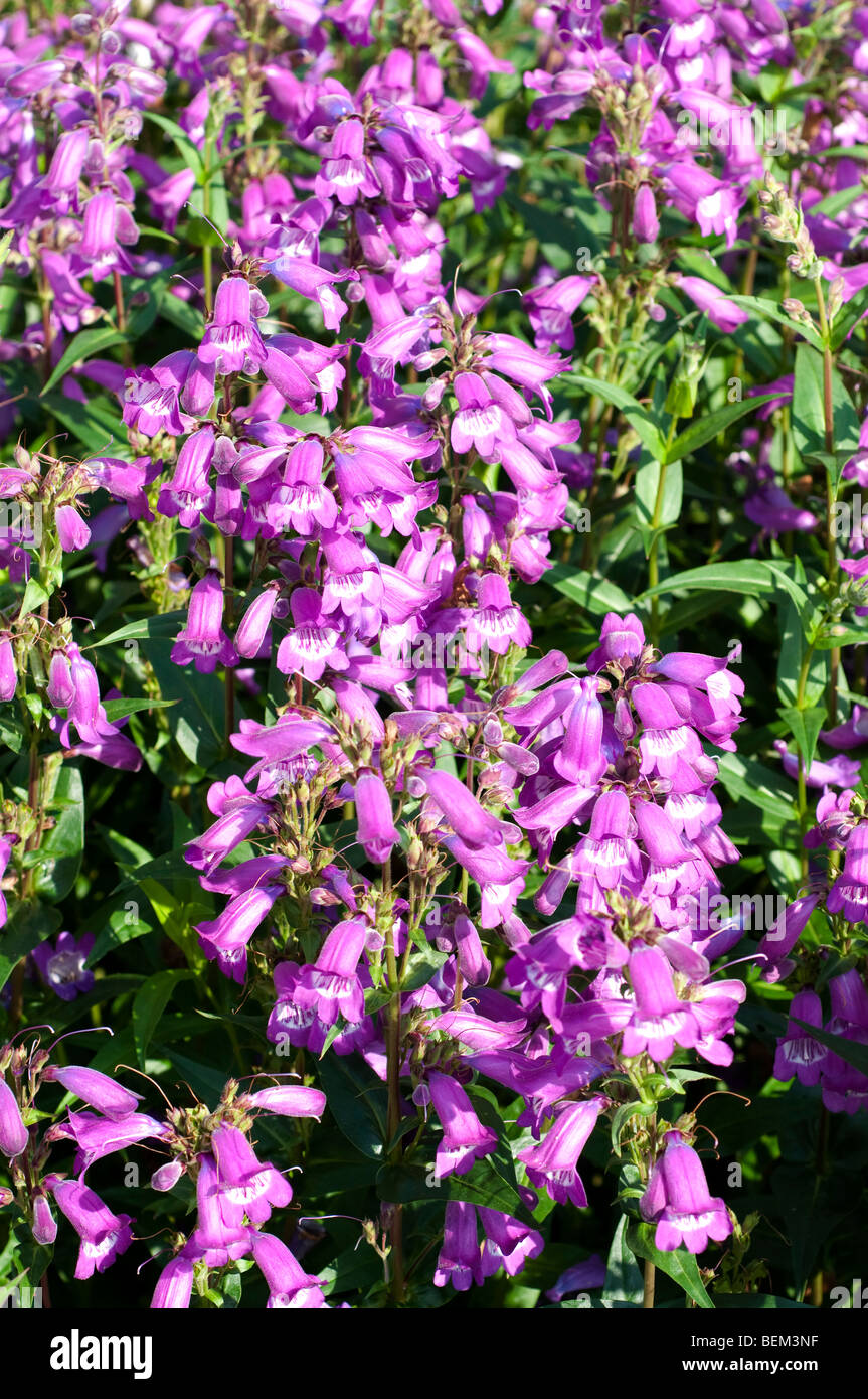 Penstemon SOUR GRAPES Stock Photo - Alamy