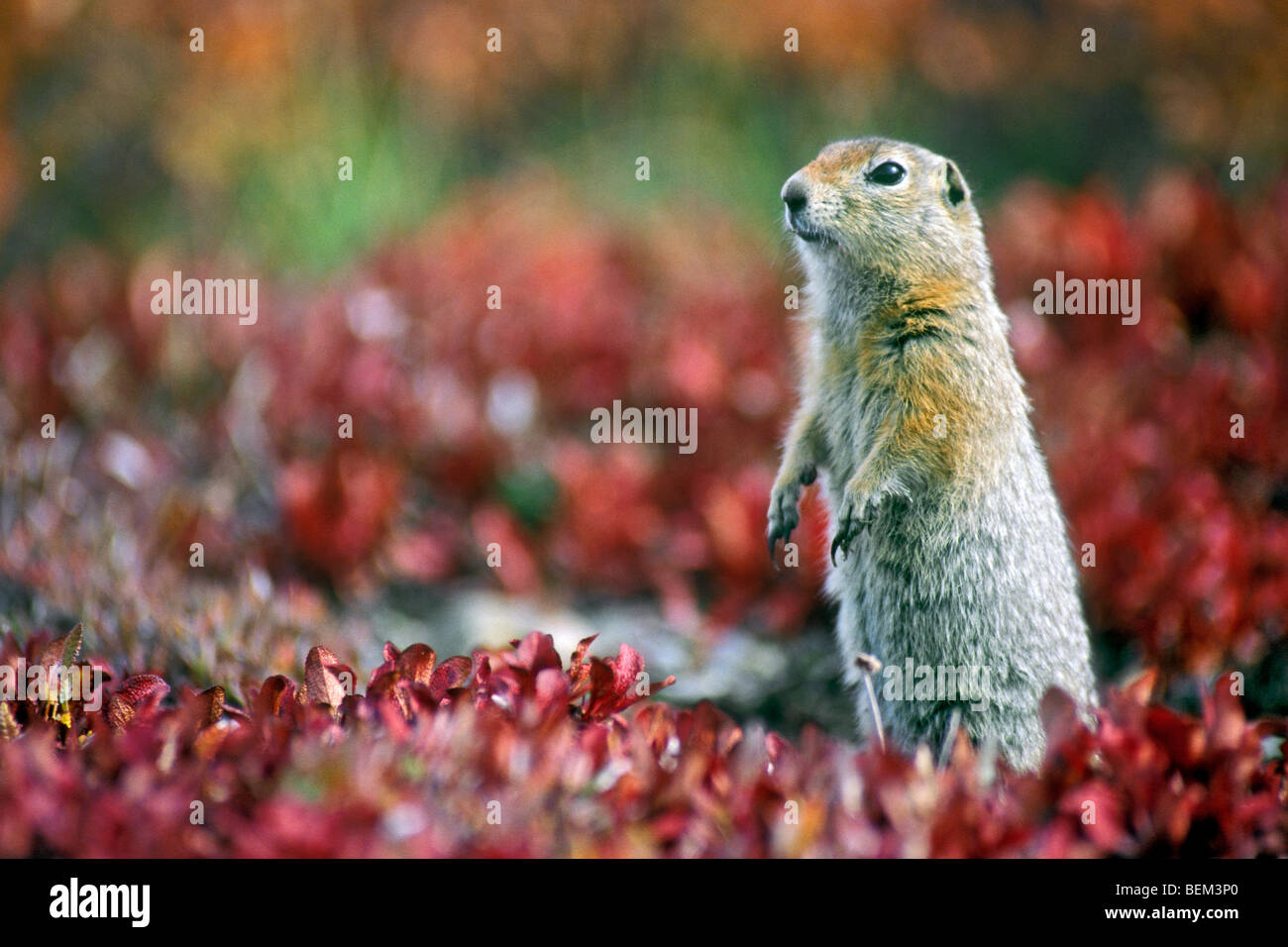 Arctic / Parry's ground squirrel (Spermophilus parryii) on tundra in ...