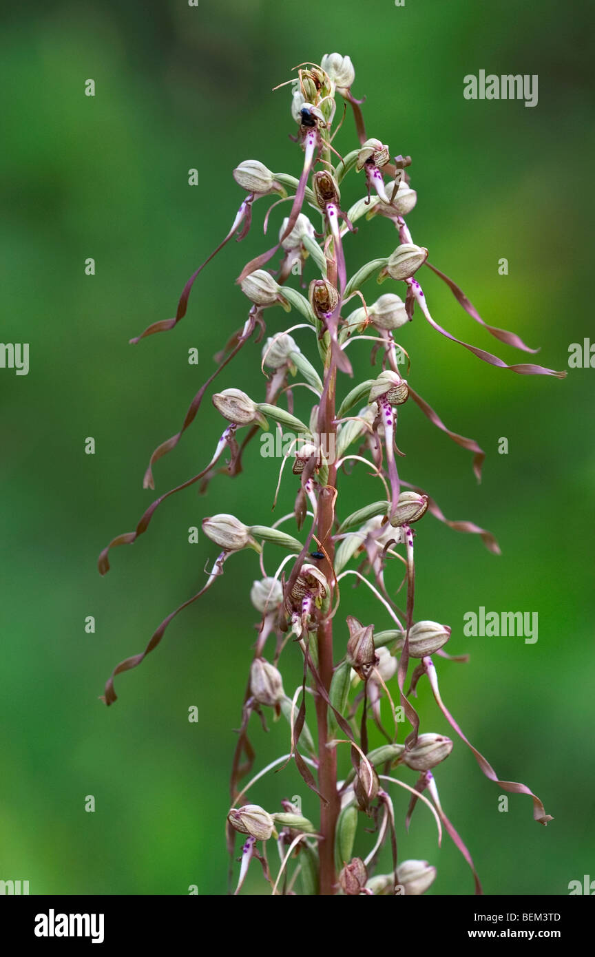Lizard orchid (Himantoglossum hircinum) in flower Stock Photo - Alamy