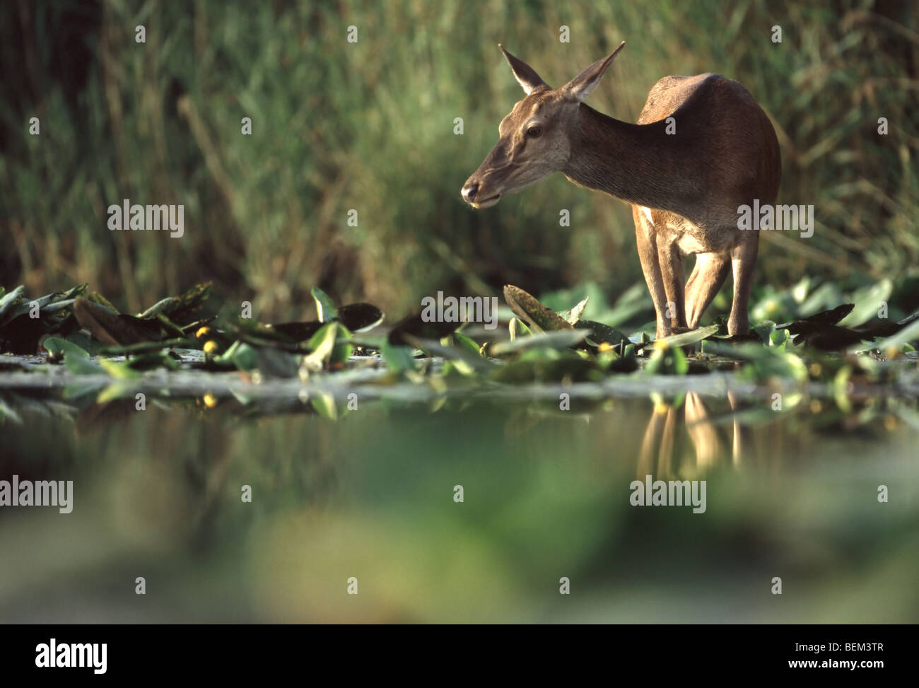Female Red deer (Cervus elaphus) searching for food in swamp, France ...