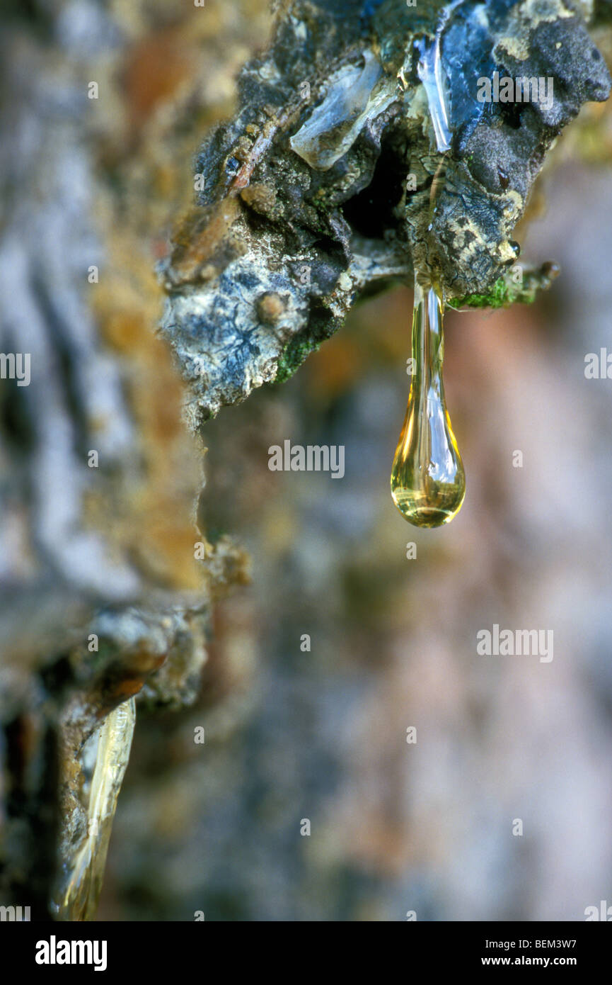 Drop of resin hanging from tree Stock Photo - Alamy