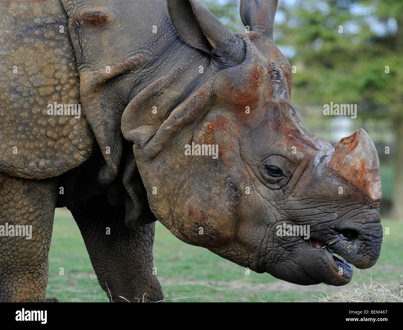 The head of a rhino Stock Photo - Alamy