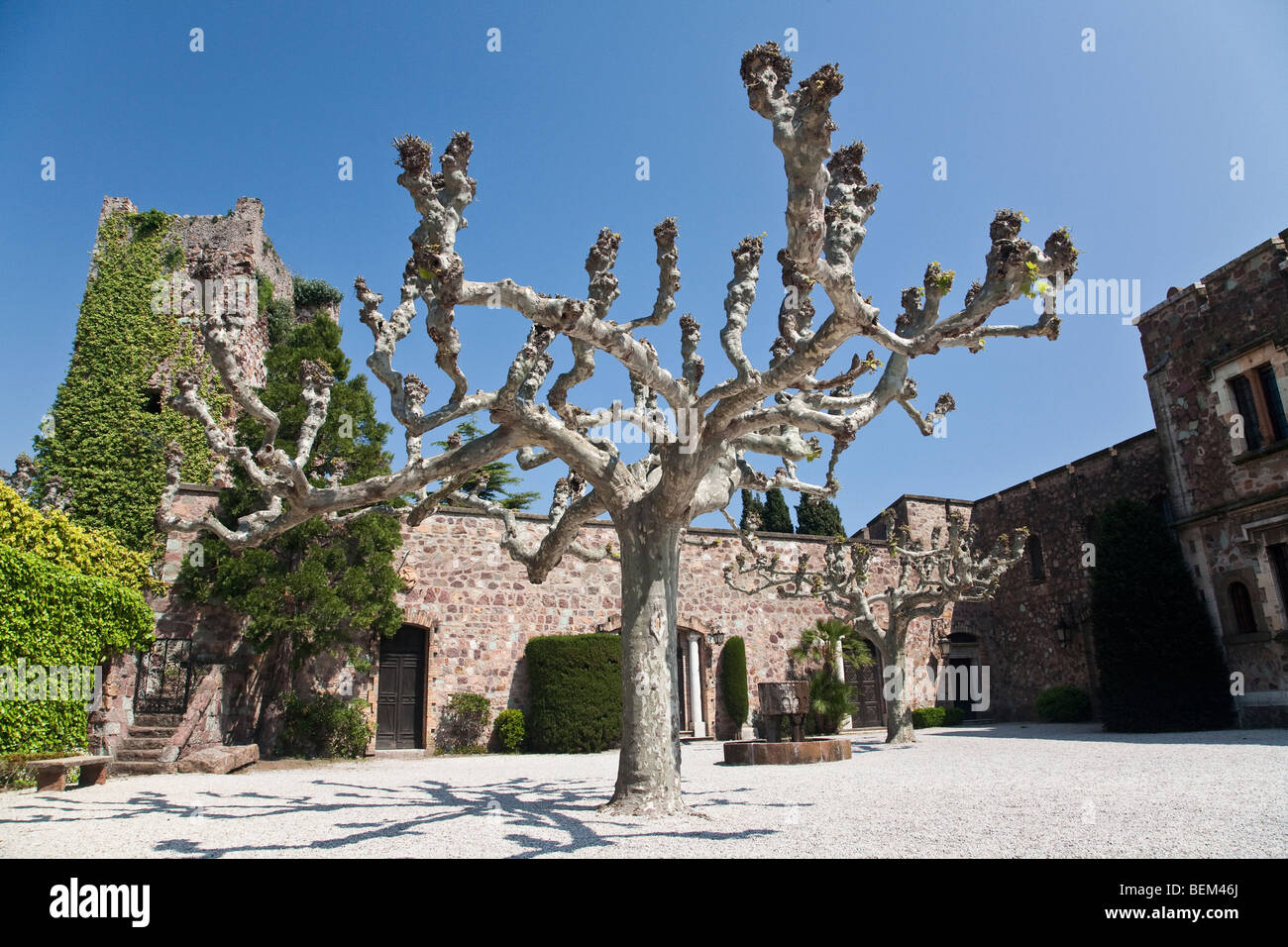Plane tree, Chateau Napoule, Provence Stock Photo - Alamy