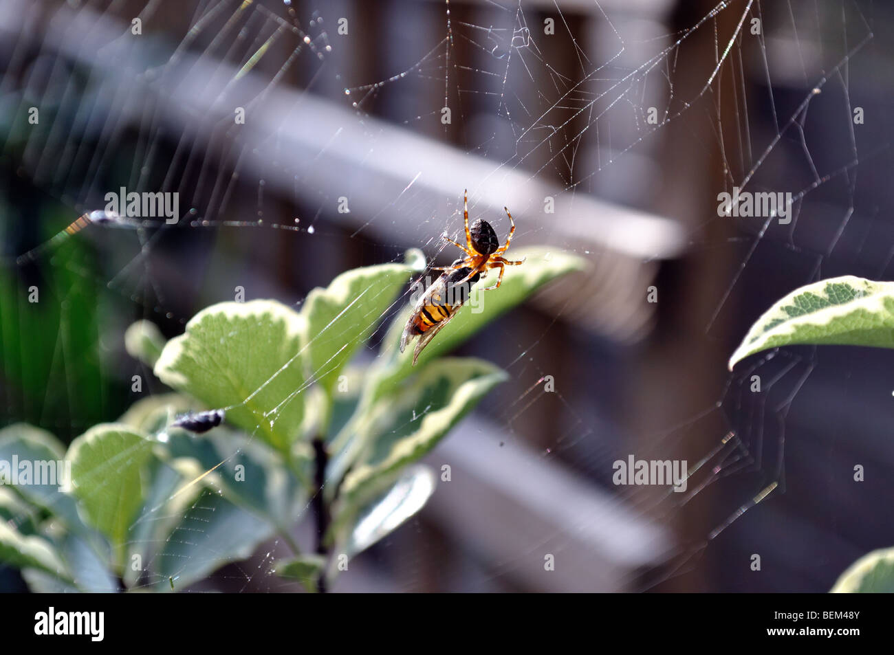 Spider eating a wasp Stock Photo - Alamy
