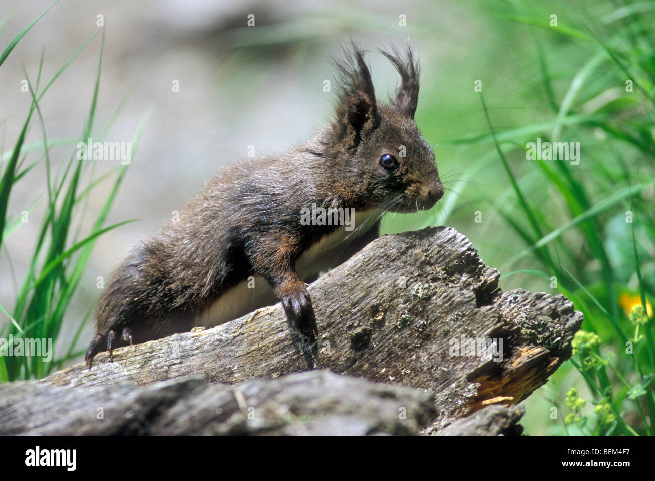 Dark variety of red squirrel (Sciurus vulgaris), Davos, Switserland ...