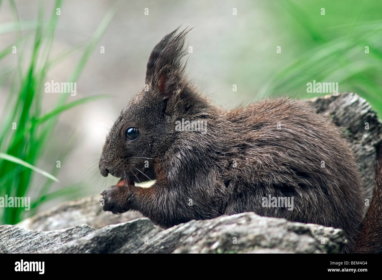 Dark variety of red squirrel (Sciurus vulgaris), Davos, Switserland ...