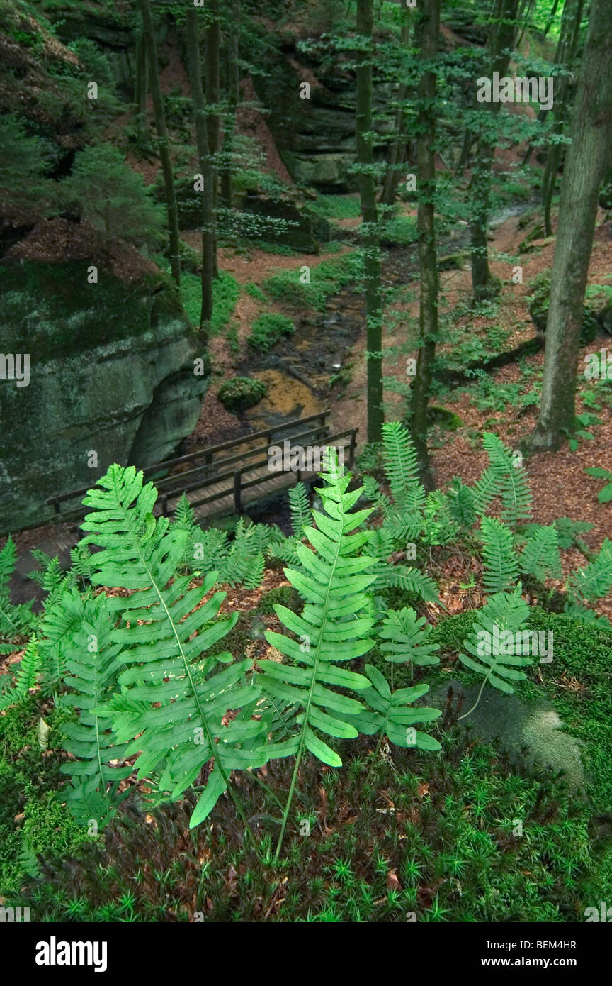 Common polypody (Polypodium vulgare) close-up of frond, Beaufort ...