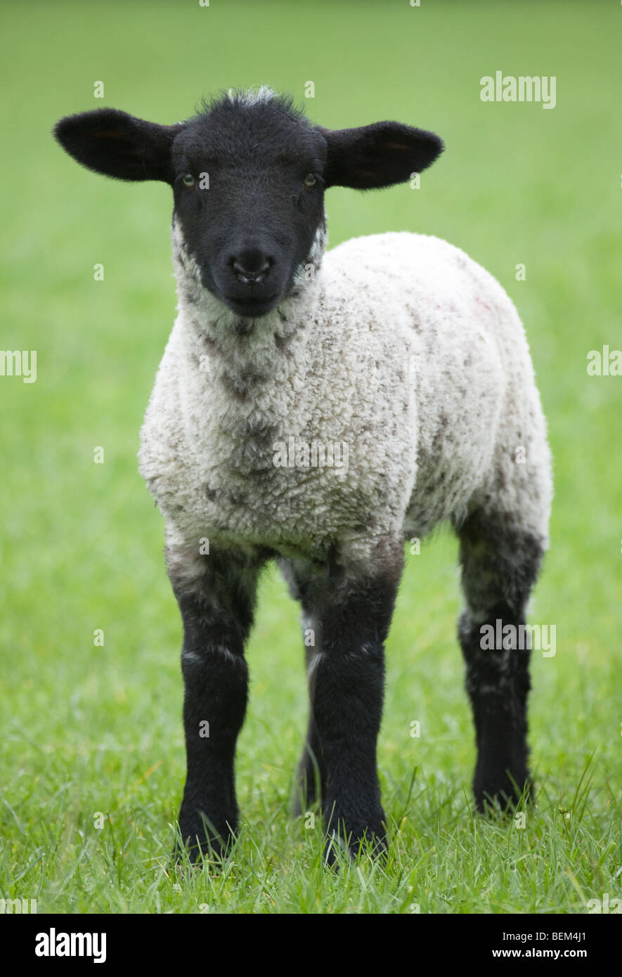 Black faced Lamb Stock Photo - Alamy