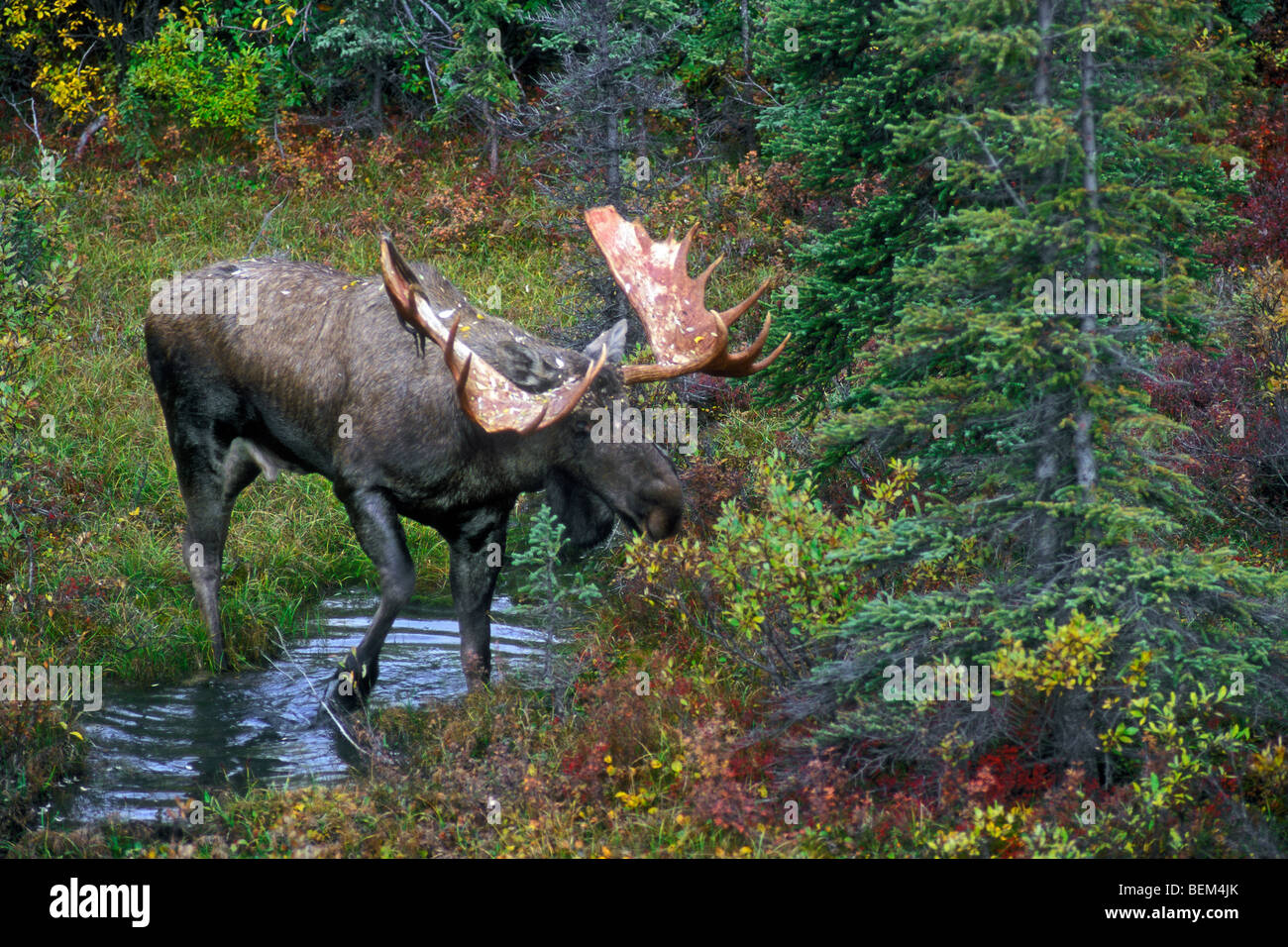 Bull moose (Alces alces) with big antlers in the taiga in autumn ...
