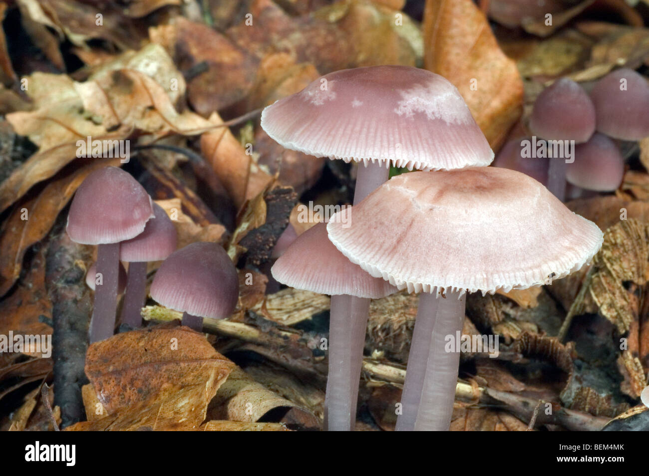 Lilac bonnet fungus (Mycena pura) among beech leaves in autumn forest ...