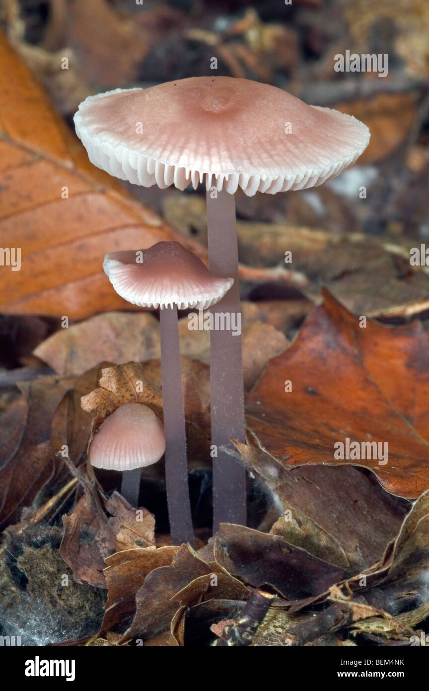 Lilac bonnet fungus (Mycena pura) among beech leaves in autumn forest ...