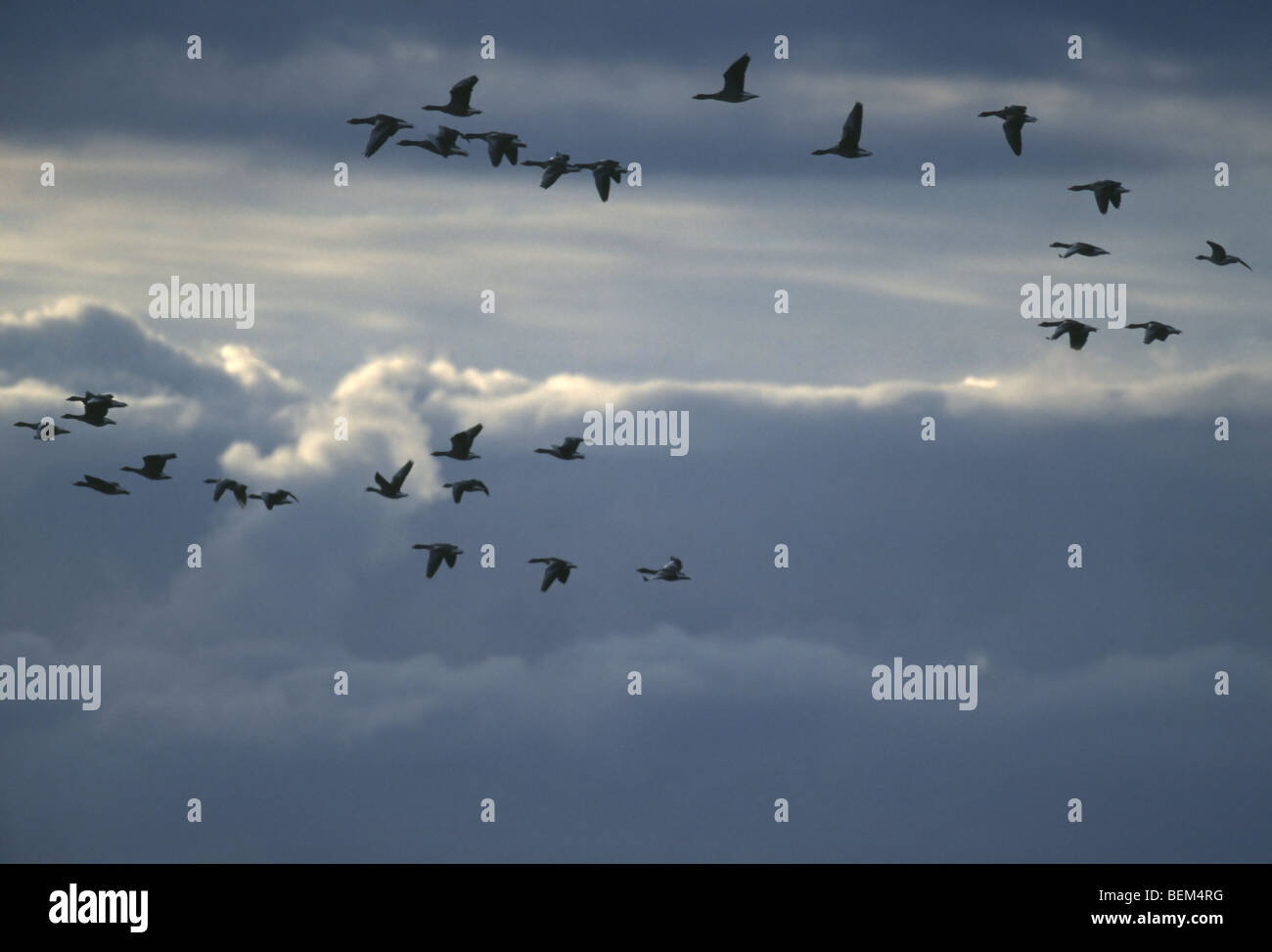 Flight of geese, Belgium Stock Photo - Alamy