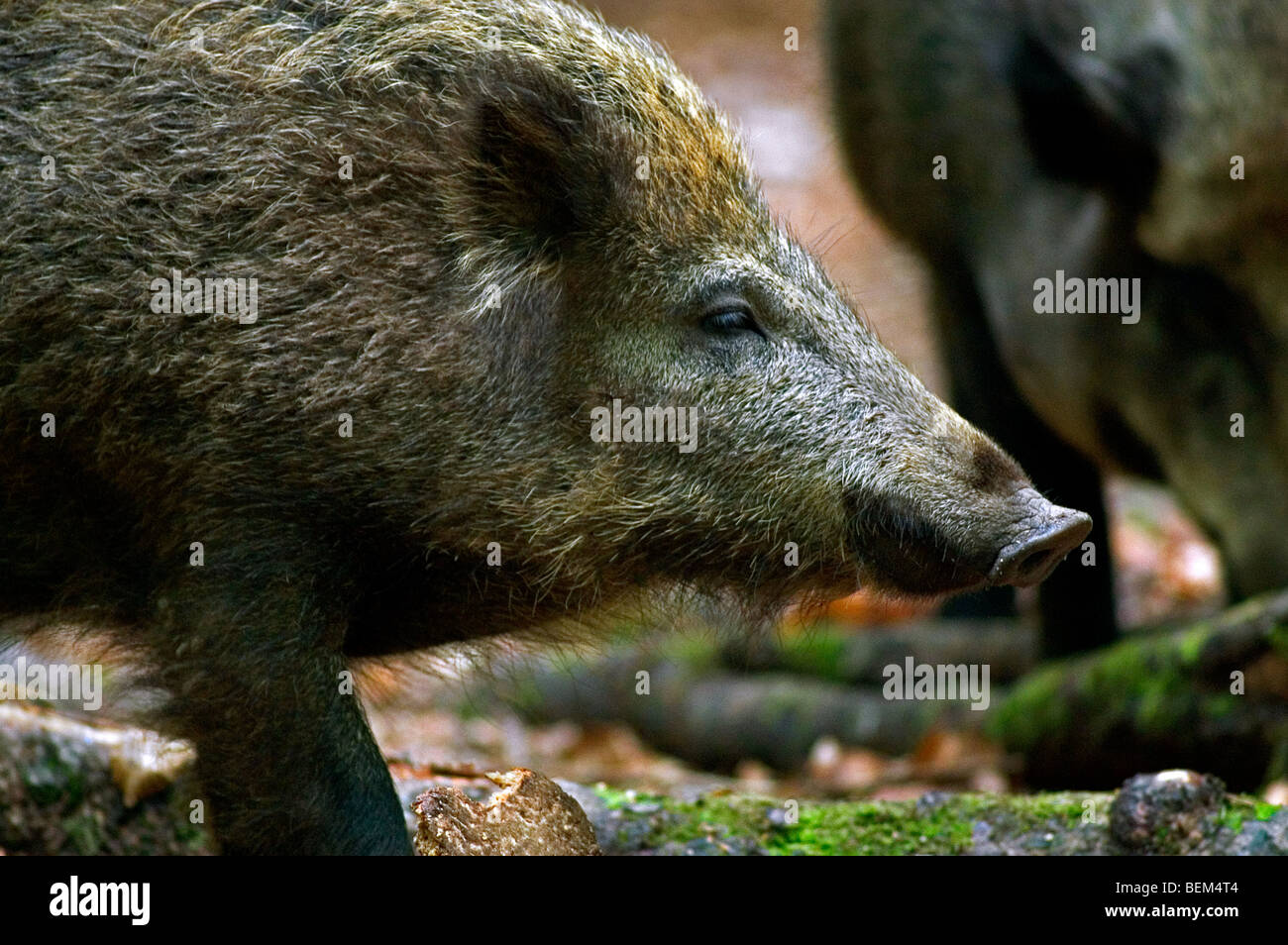 Wild boar (Sus scrofa) portrait in autumn forest in the Belgian ...