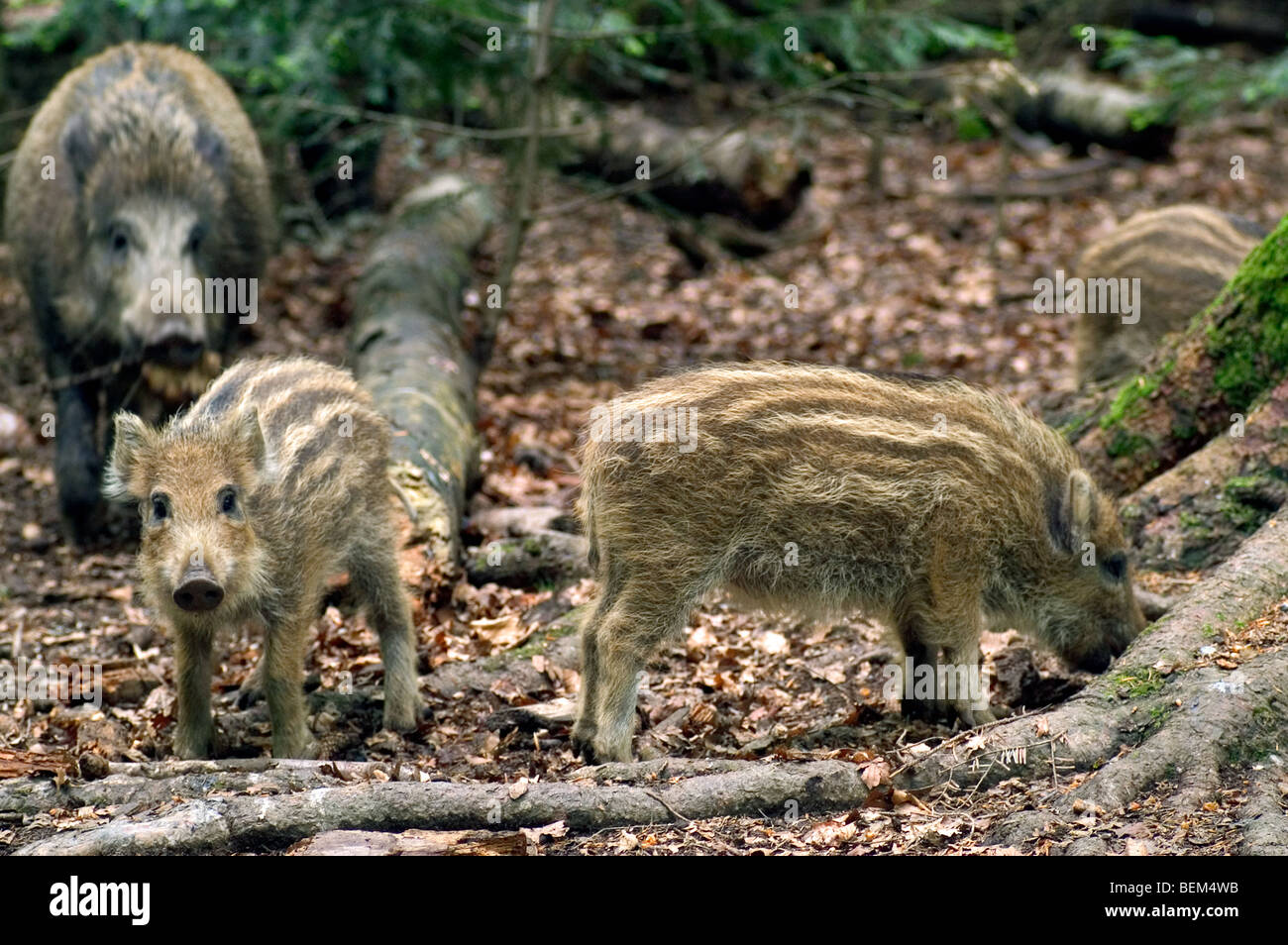 Wild boar piglets (Sus scrofa) in forest, Germany Stock Photo - Alamy