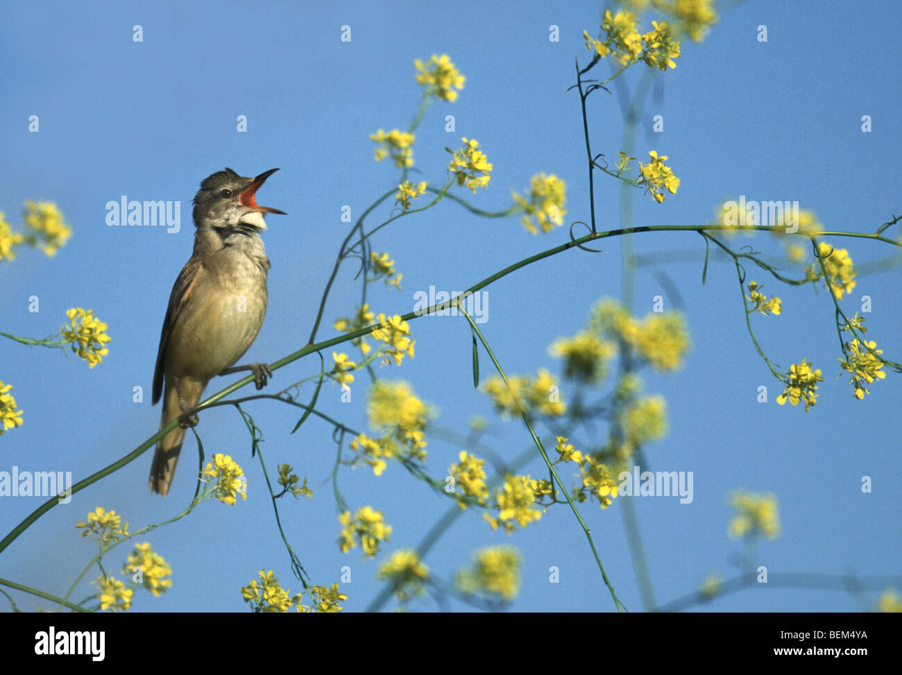 Great Reed Warbler (Acrocephalus arundinaceus) singing in spring Stock ...
