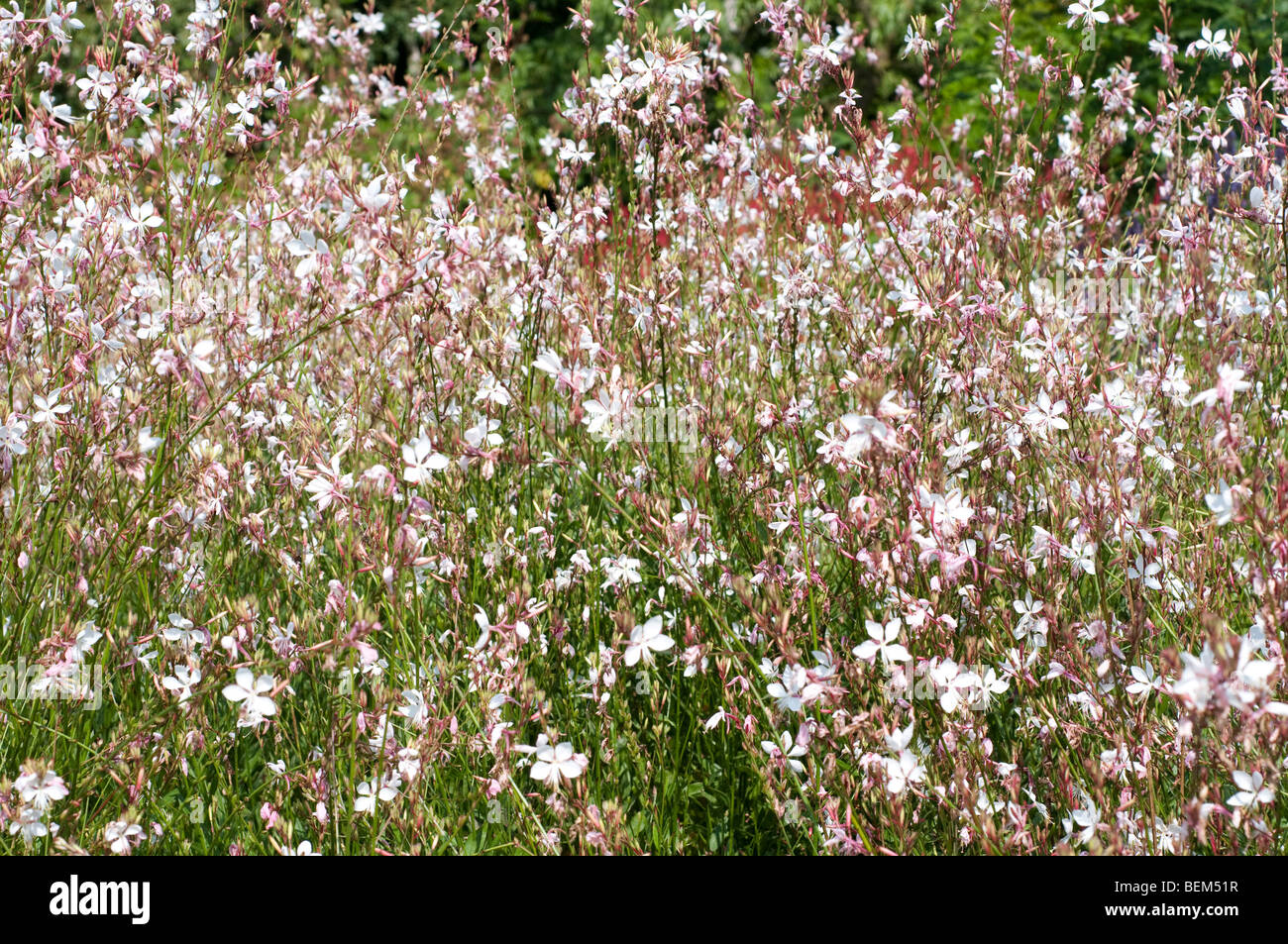 Gaura Whirling Butterflies C