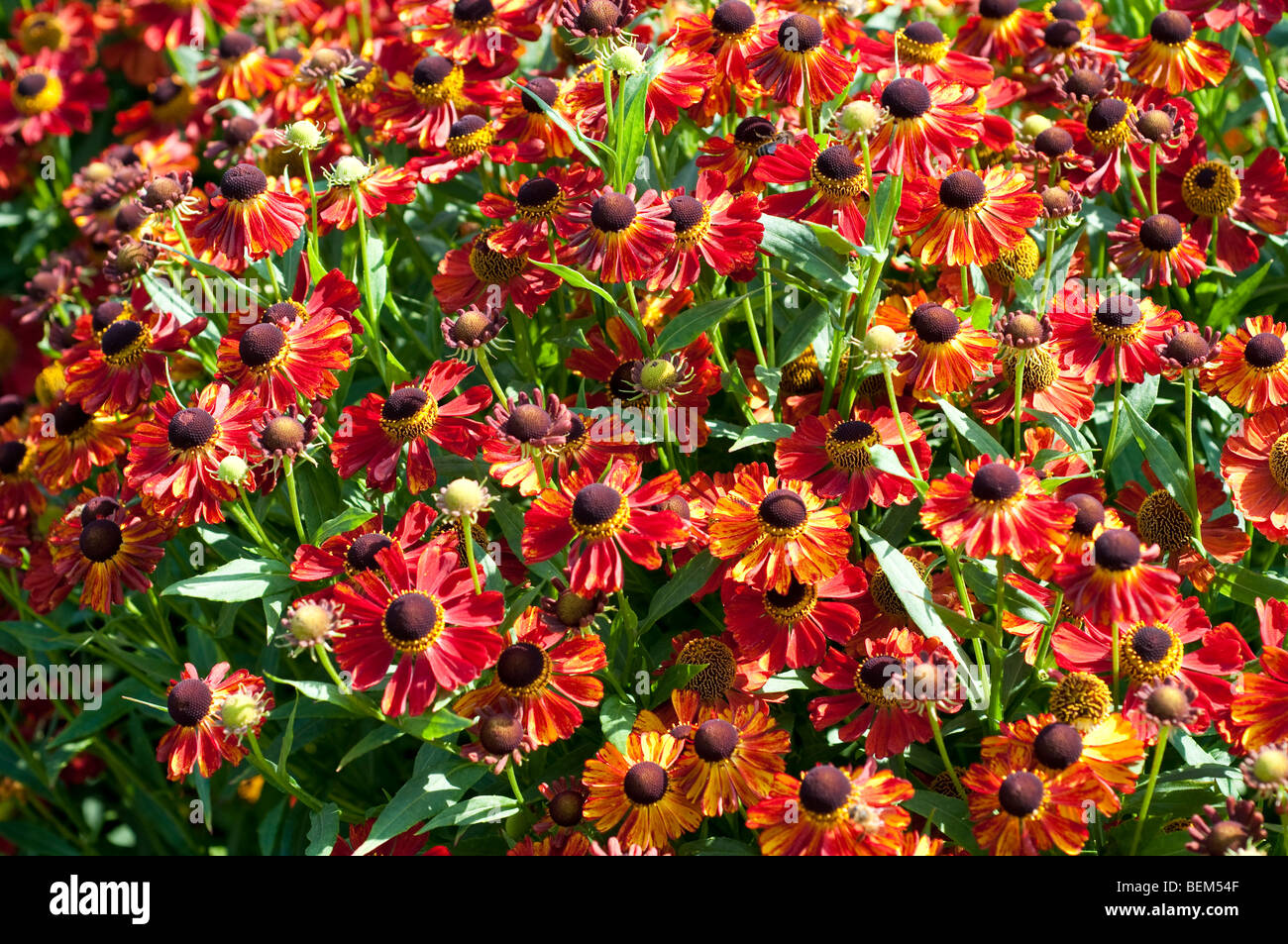 Helenium rubinzwerg hi-res stock photography and images - Alamy